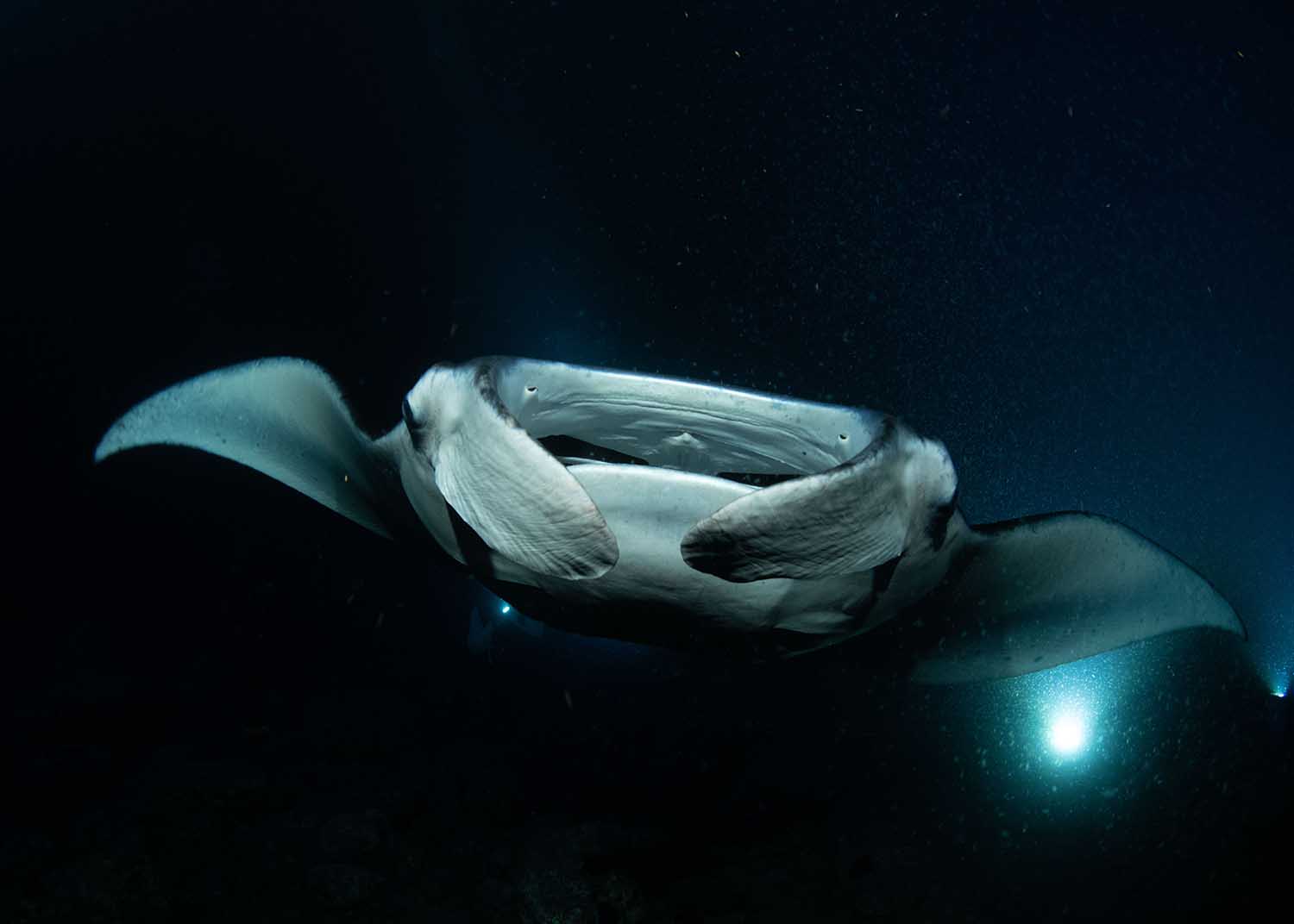 Manta Ray Night Dive of Kona with Kona Honu Divers