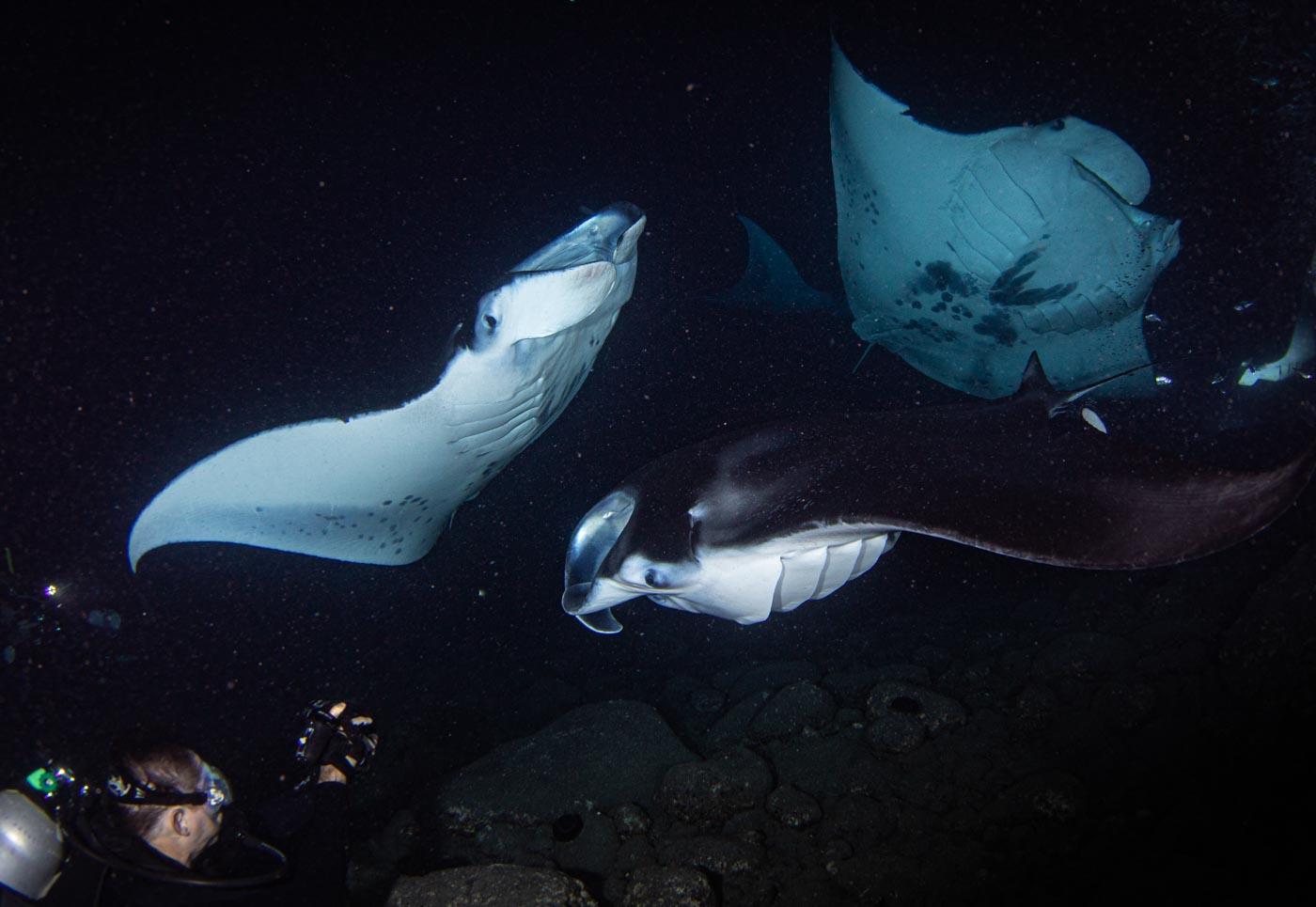 What is Best Time of Year to See Manta Rays in Kona?