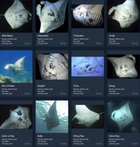 What is Best Time of Year to See Manta Rays in Kona?