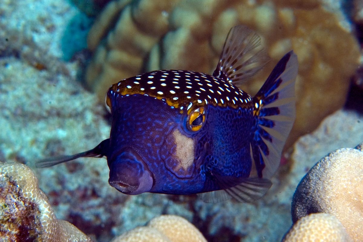 Kona Reef Fish ID Course | Kona Honu Divers