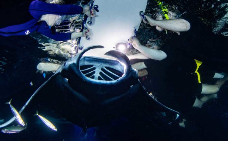 Top 10 Manta Ray Night Snorkel Tours | Big Island Guide