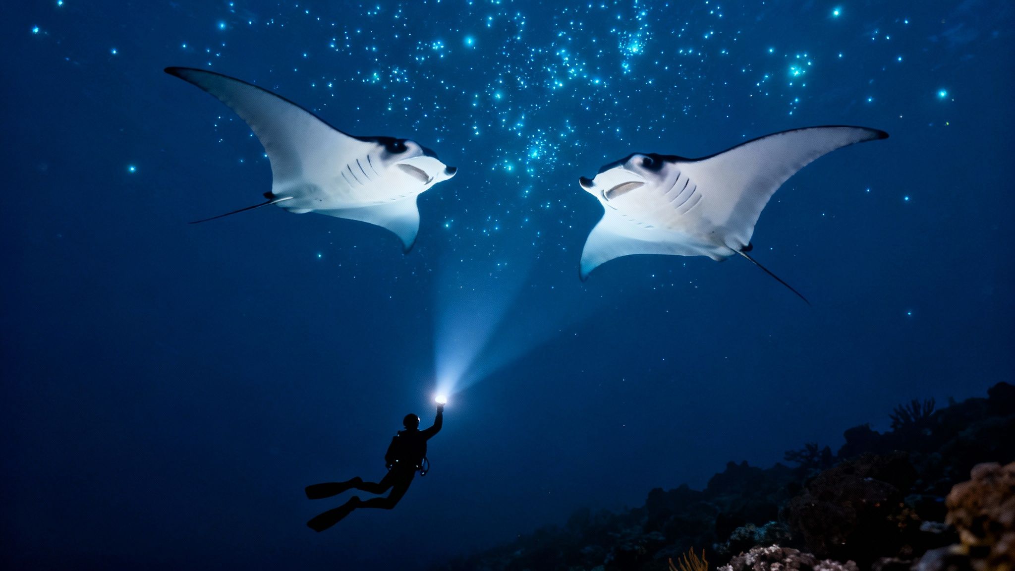 Discover manta ray night dive kona: Your Kona Manta Guide