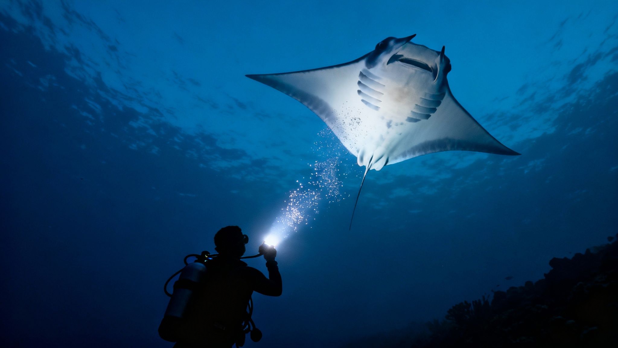 Your Ultimate Guide To The Manta Ray Night Dive Kona