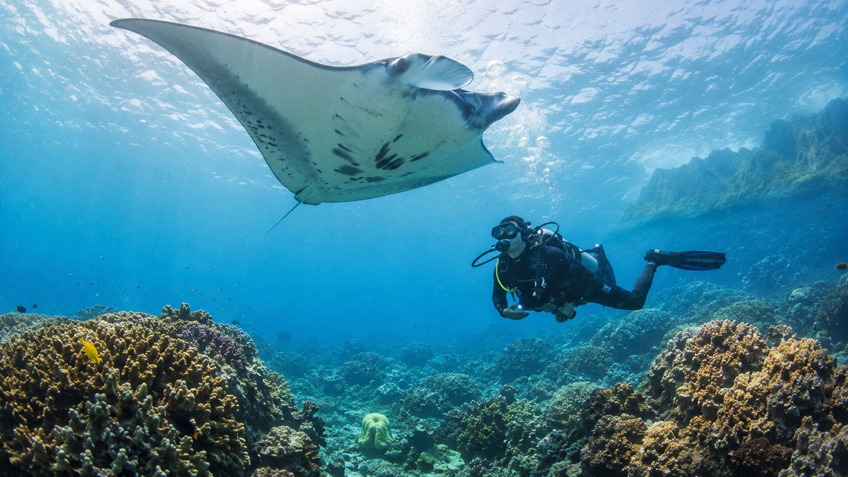 Hawaii Scuba Diving: The Ultimate 2026 Insider’s Guide